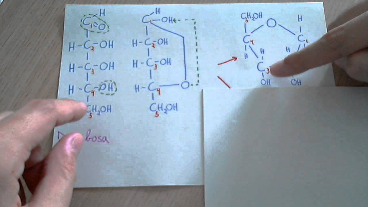 ¿Cuál es el uso de la D-ribosa? - Vida Bio tu Web sobre Nutrición