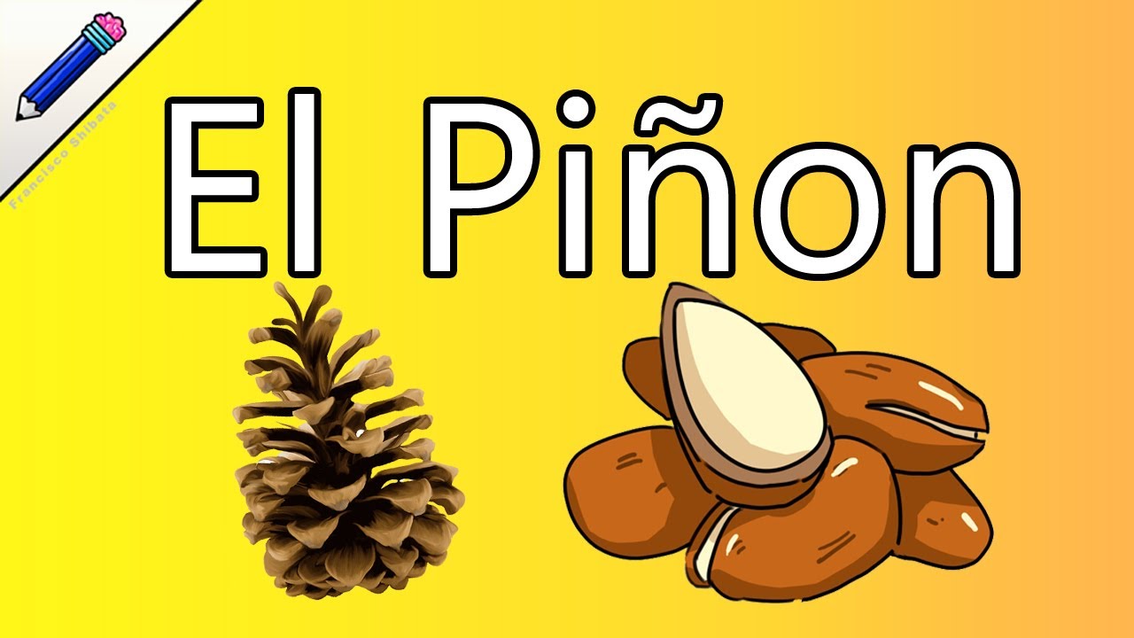 ¿Para qué se utiliza el piñón extra? - Vida Bio tu Web sobre Nutrición